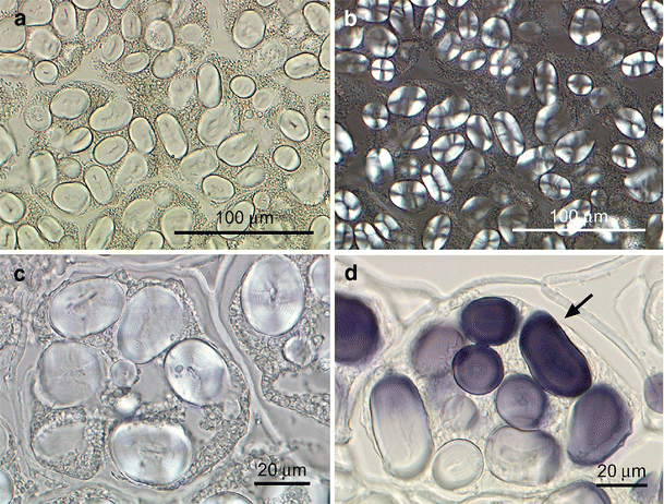 In situ Imaging of Pea Starch in Seeds | SpringerLink