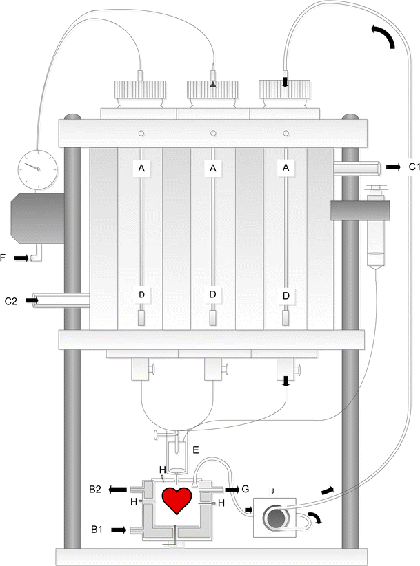 Isolated heart models: cardiovascular system studies and technological ...