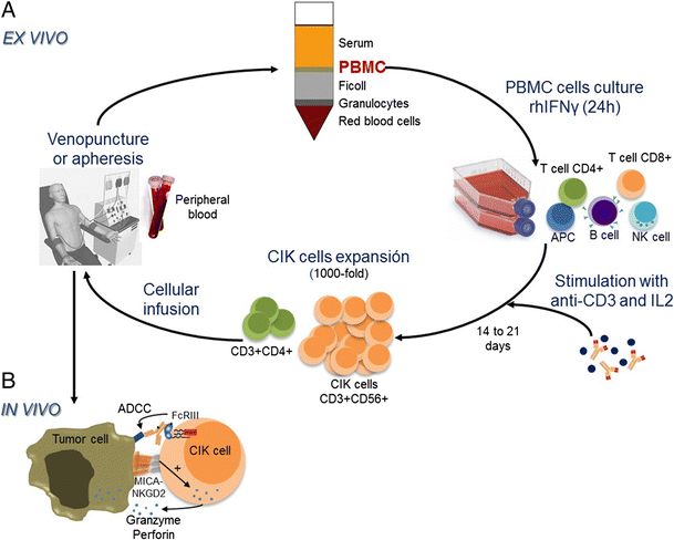Cancer Immunotherapy with Cytokine-Induced Killer Cells | SpringerLink