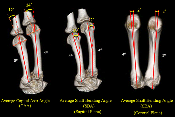 Measurement of the radiographic anatomy of the small and ring ...