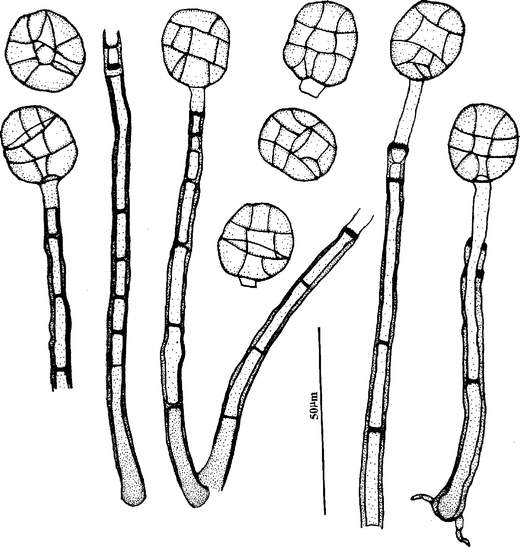 Acrodictys (Hyphomycetes) and related genera from China | SpringerLink