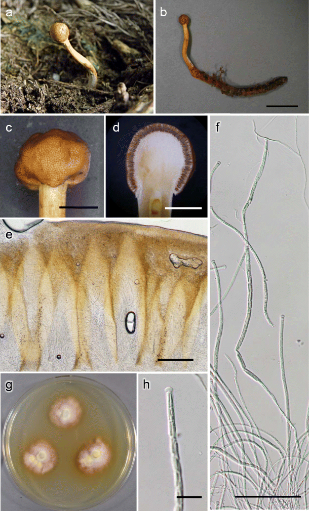 Three new species of Ophiocordyceps and overview of anamorph types in ...