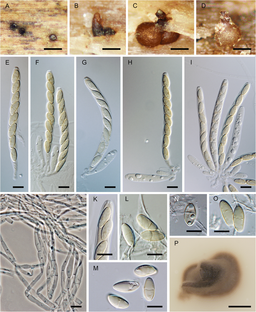 Two new lineages of aquatic ascomycetes: Atractospora gen. nov. and ...
