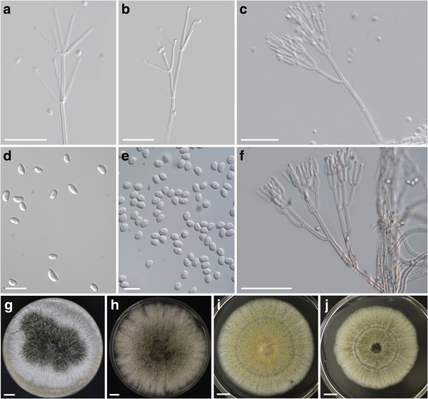 Multilocus phylogeny of Clonostachys subgenus Bionectria from Brazil ...