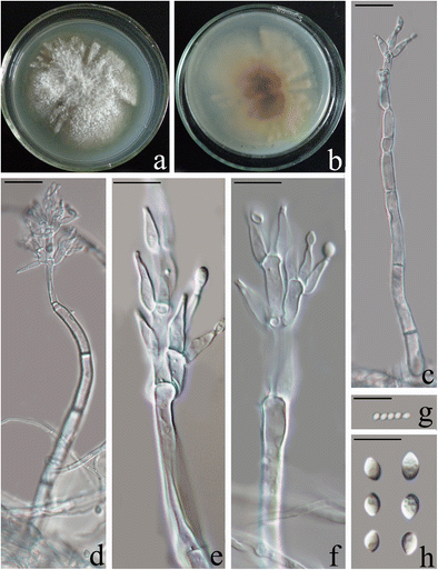 Phylogenetic assessment and taxonomic revision of Mariannaea | SpringerLink