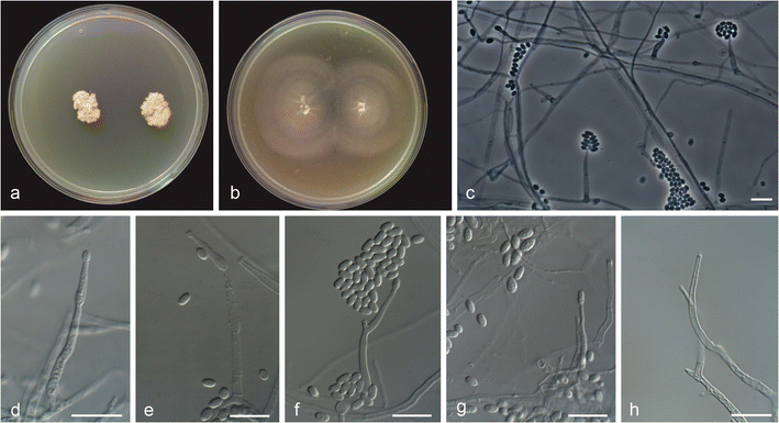 New acremonium-like species in the Bionectriaceae and ...