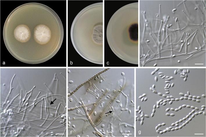 New acremonium-like species in the Bionectriaceae and ...