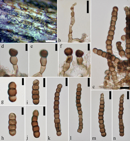 Molecular taxonomy and morphological characterization reveal new ...