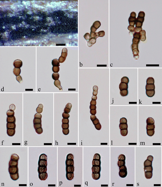 Molecular taxonomy and morphological characterization reveal new ...