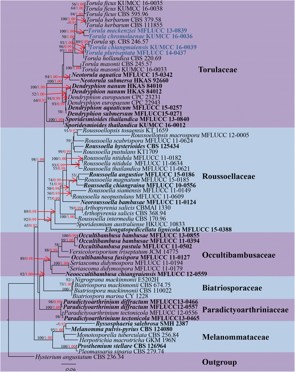 Molecular taxonomy and morphological characterization reveal new ...