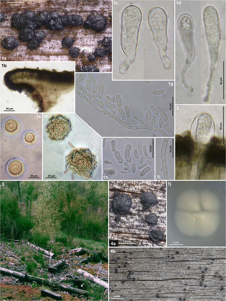 A new connection between wood saprobism and beetle endosymbiosis: the ...