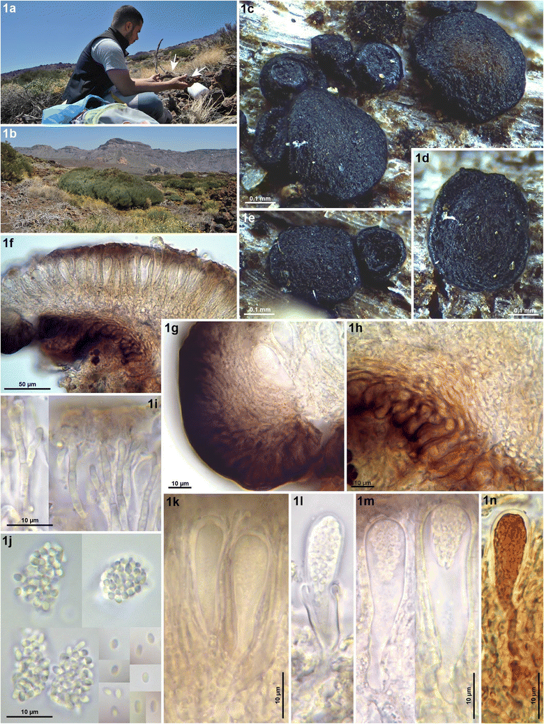 A new connection between wood saprobism and beetle endosymbiosis: the ...