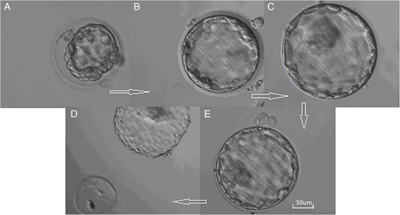 Comparison of vitrified outcomes between human early blastocysts and ...