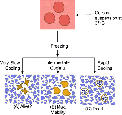 Best practices for cryopreserving, thawing, recovering, and assessing ...
