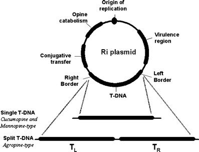 Agrobacterium rhizogenes: recent developments and promising ...