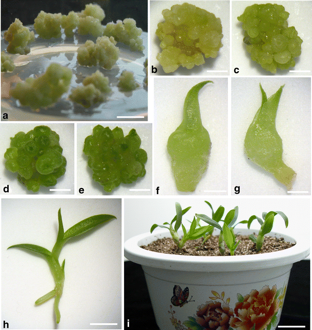 Protocorm-like body (PLB) formation and plant regeneration from the ...