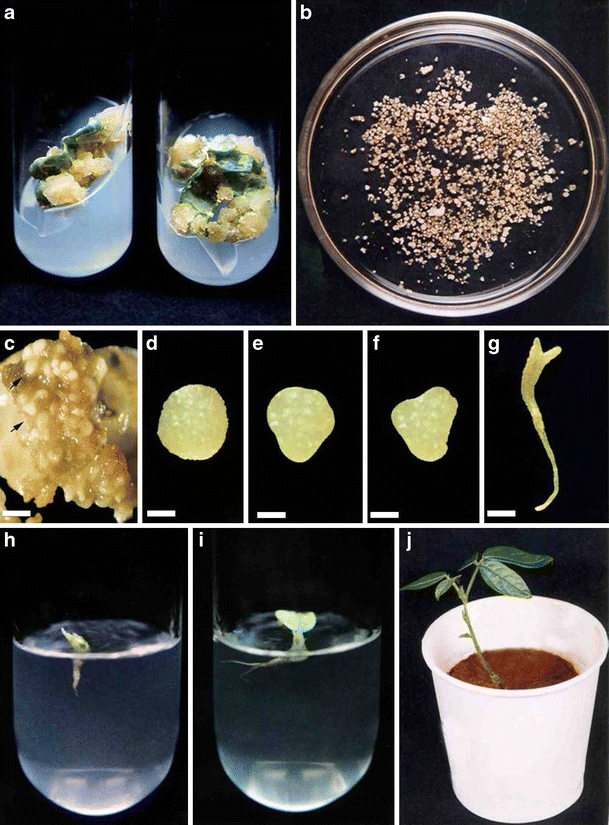 Somatic embryo productions by liquid shake culture of embryogenic ...