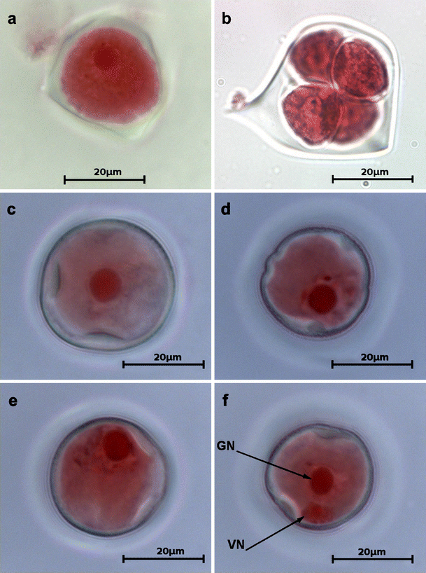 Isolated microspore culture of chickpea ( Cicer arietinum L ...