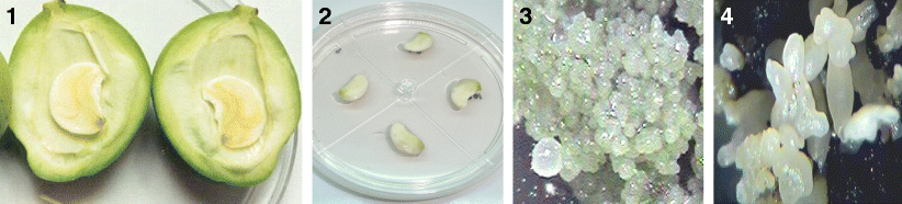 The development of techniques for tissue culture of mango ( Mangifera ...