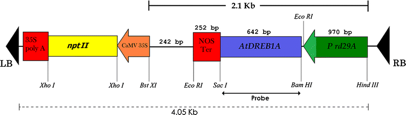 Effects of explant age, germination medium, pre-culture parameters ...