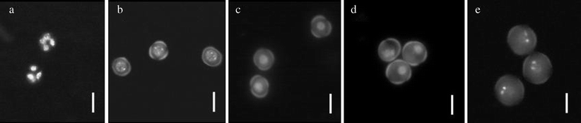 Initiation and development of microspore embryogenesis and plant ...