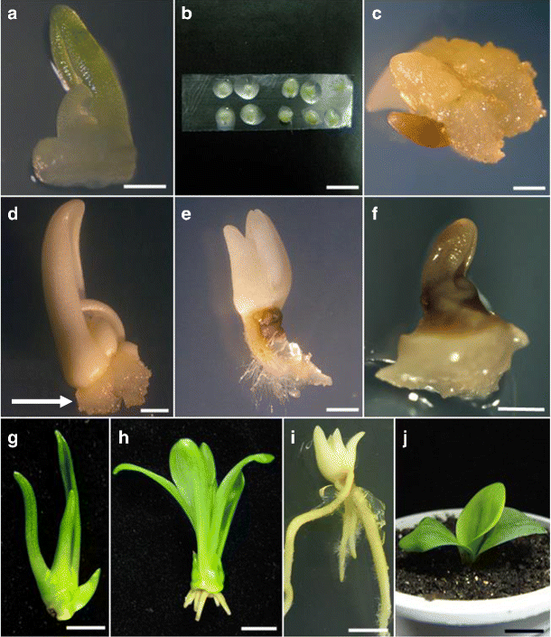 Plant regeneration from shoot regrowth and de novo embryo-like ...