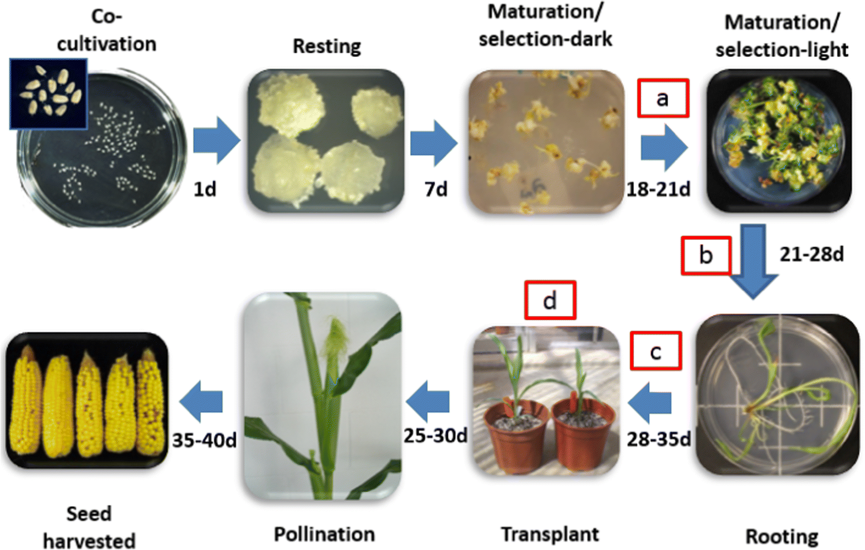Use of DoE methodology to optimize the regeneration of high-quality ...