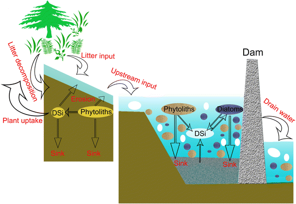 Effects of river damming on biogenic silica turnover: implications for ...
