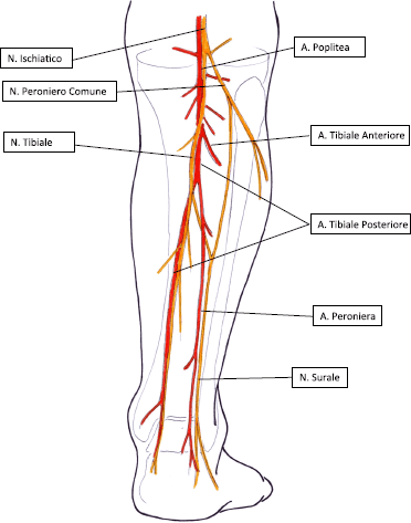 Lesioni vascolo-nervose nel segmento di gamba | SpringerLink