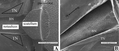 Possible functions of the microtrichia on the cuticle of Ulomoides ...