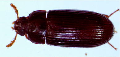 Possible functions of the microtrichia on the cuticle of Ulomoides ...