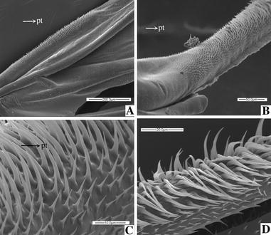 Possible functions of the microtrichia on the cuticle of Ulomoides ...
