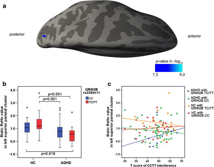 The effects of GRIN2B and DRD4 gene variants on local functional ...