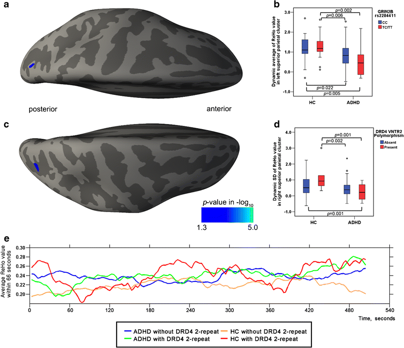 The effects of GRIN2B and DRD4 gene variants on local functional ...