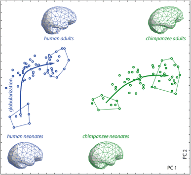The Evolution of Human Brain Development | SpringerLink