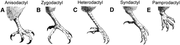 Altriciality and the Evolution of Toe Orientation in Birds | SpringerLink
