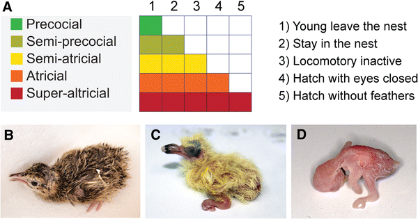 Altriciality and the Evolution of Toe Orientation in Birds | SpringerLink