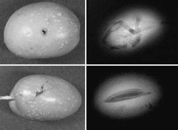 X-ray detection of defects and contaminants in the food industry ...