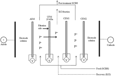 Electrodialysis with ultrafiltration membranes for peptide separation ...