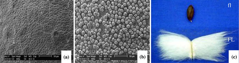 Effect of phytohormones on fiber initiation of cotton ovule | SpringerLink