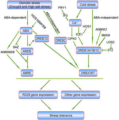 Analysis and application of RD29 genes in abiotic stress response ...