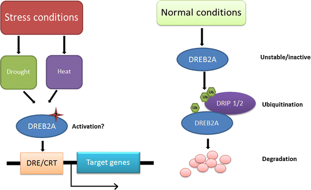 Functional role of DREB and ERF transcription factors: regulating ...