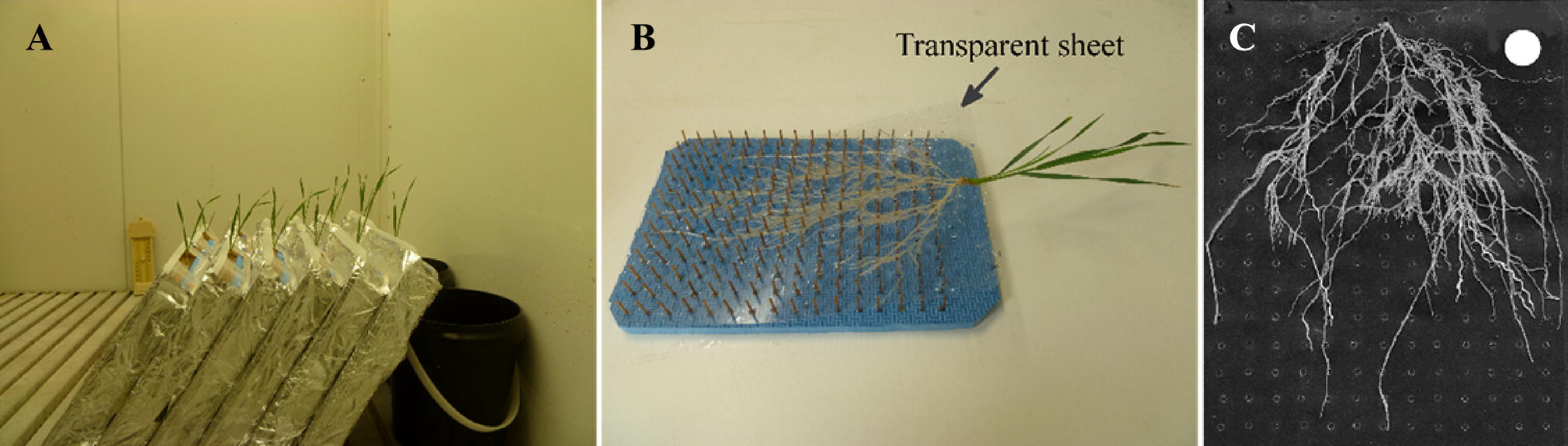 Variation in root system architecture and morphology of two wheat ...