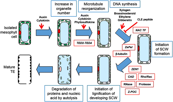 Tracheary element differentiation | SpringerLink