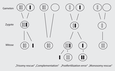 Uniparentale Disomien | SpringerLink