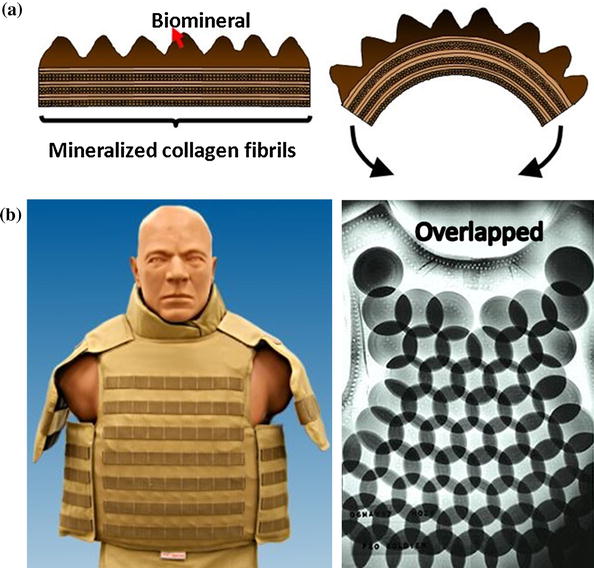 Flexible Dermal Armor in Nature | SpringerLink