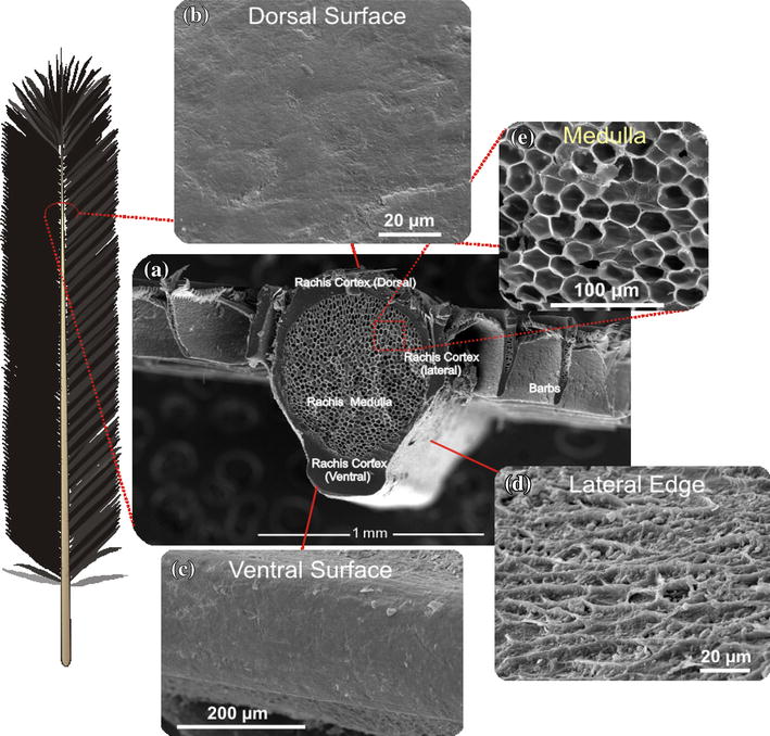 The Structure, Functions, and Mechanical Properties of Keratin ...