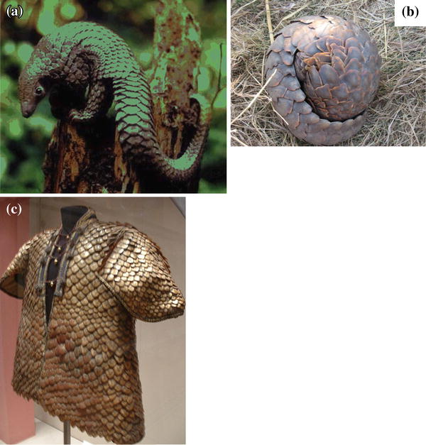 The Structure, Functions, and Mechanical Properties of Keratin ...
