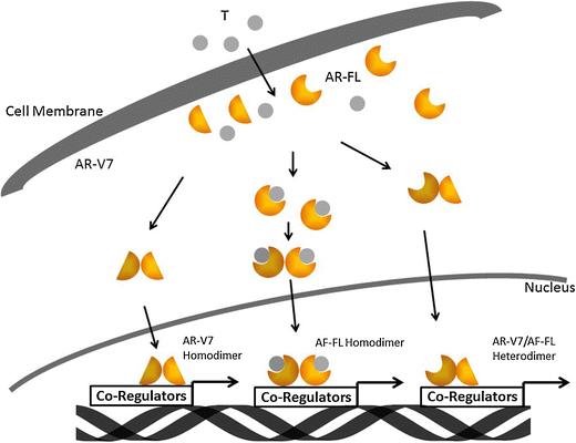 Clinical Relevance of Androgen Receptor Splice Variants in Castration-Resistant Prostate Cancer ...