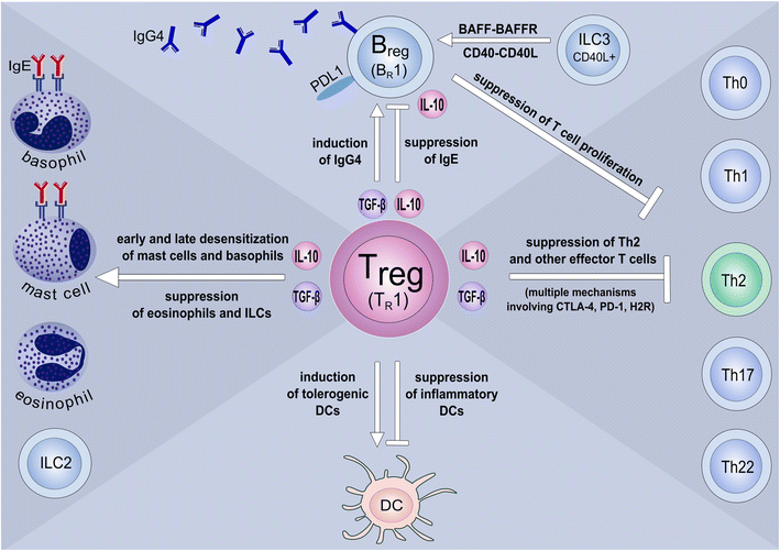 Modified Allergens for Immunotherapy | SpringerLink